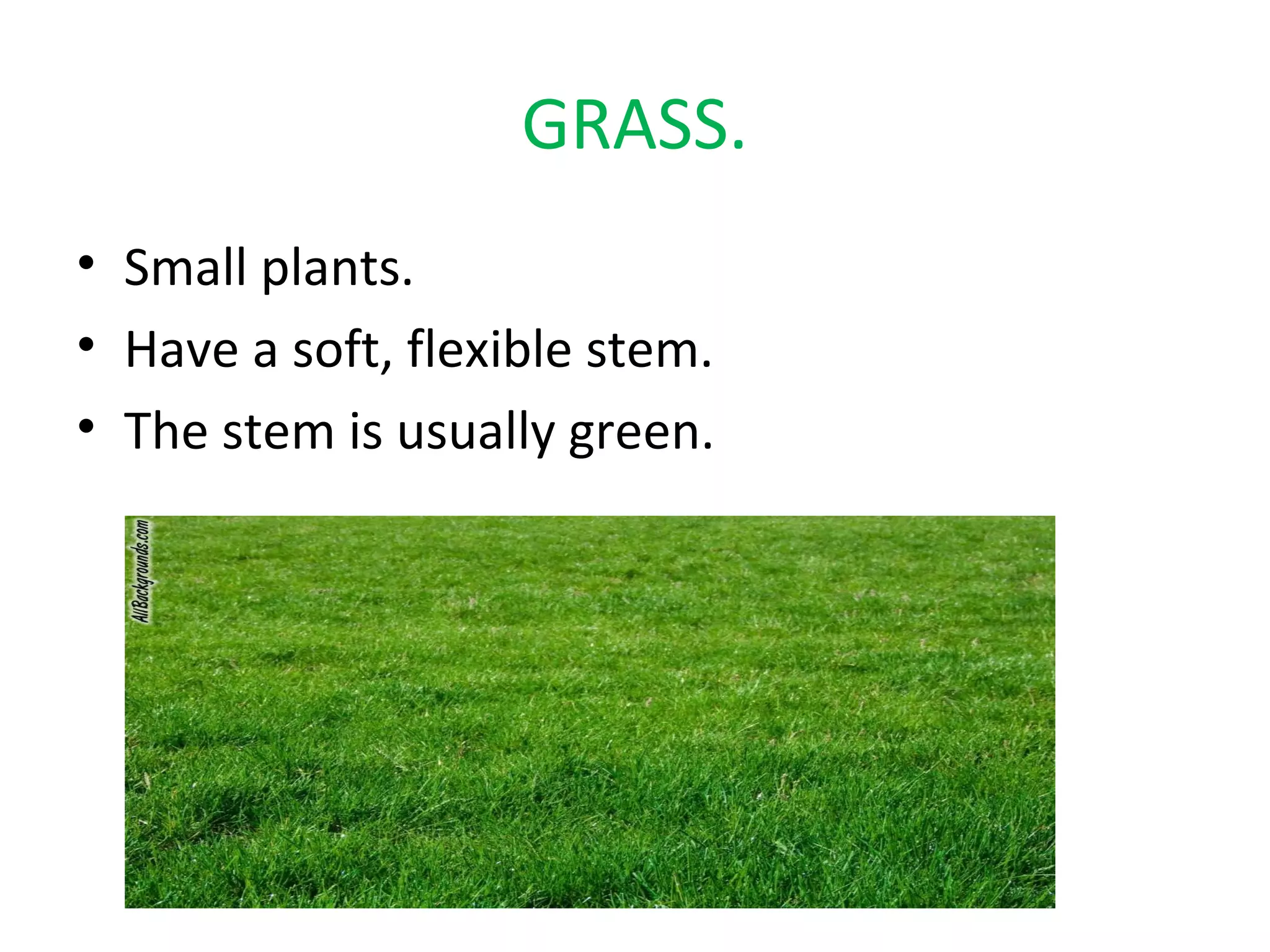 Classification of plants | PPT | Gardening | Home & Garden