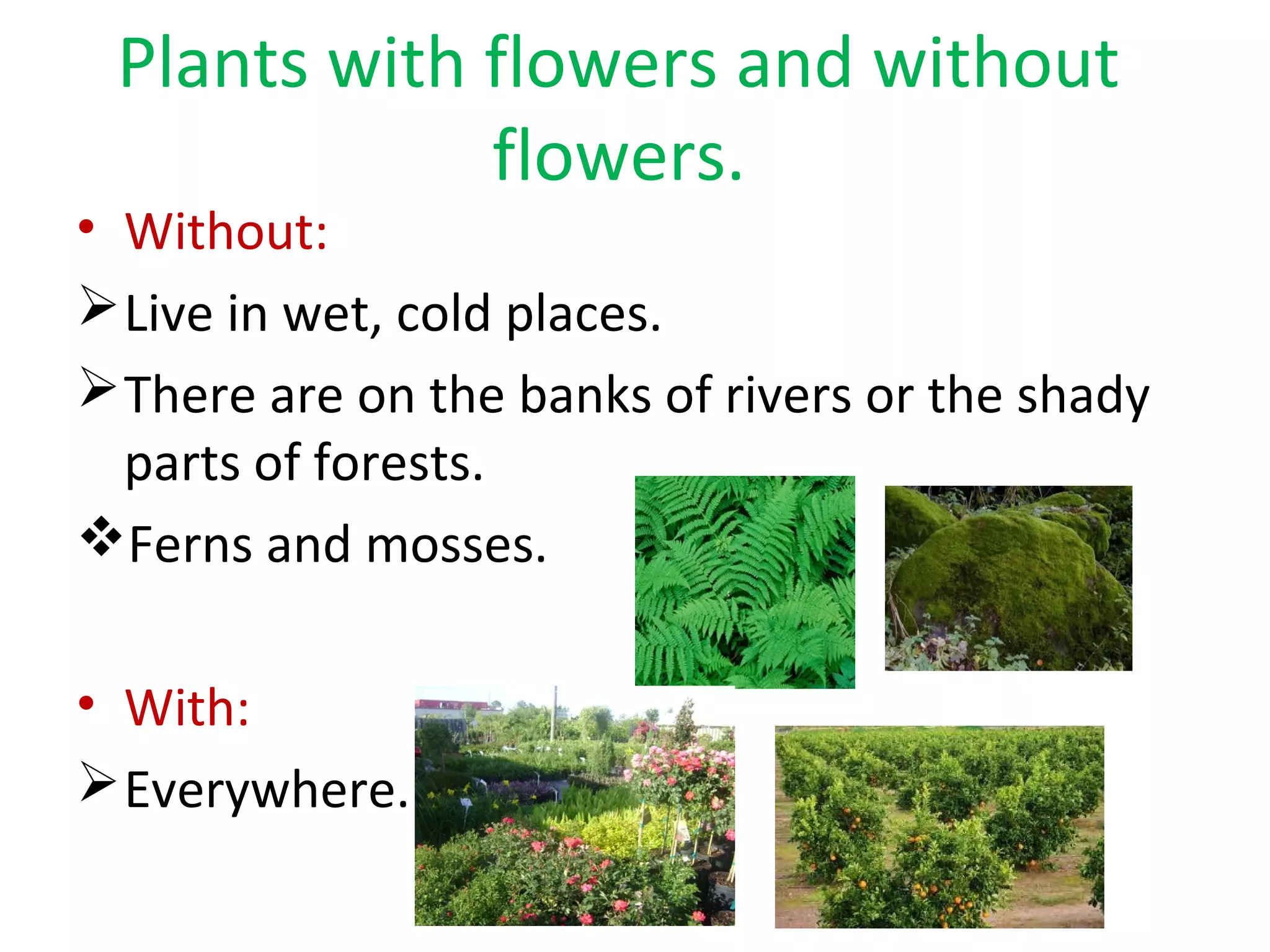 Classification of plants | PPT | Gardening | Home & Garden