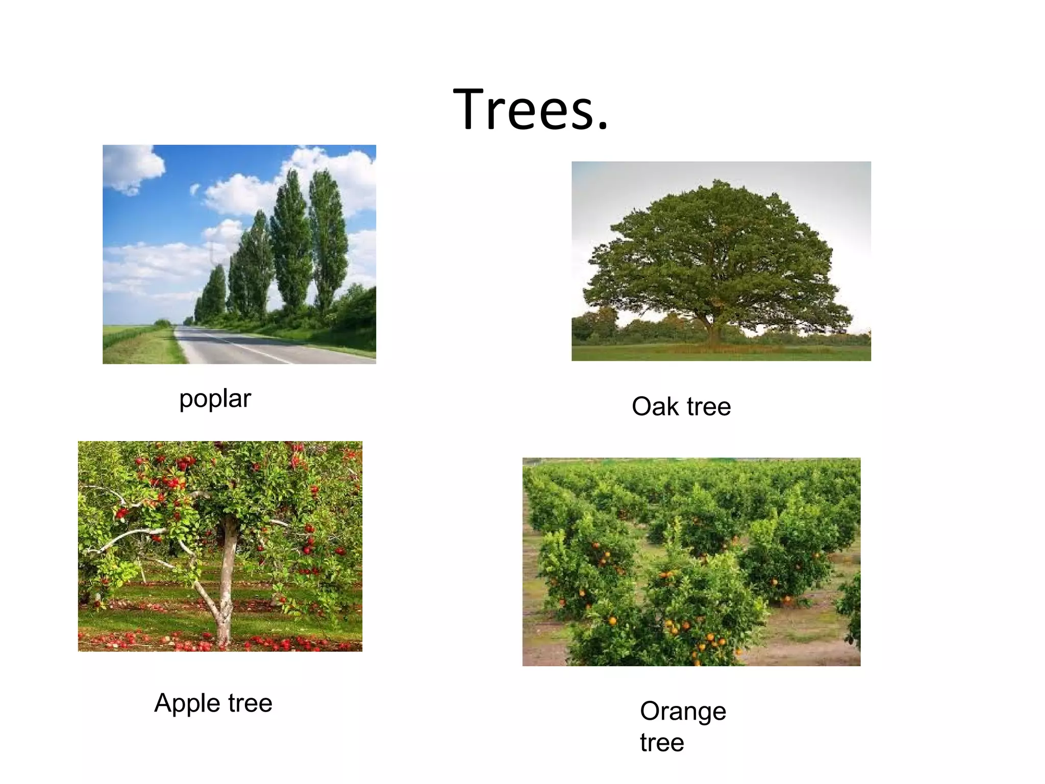 Classification of plants | PPT | Gardening | Home & Garden
