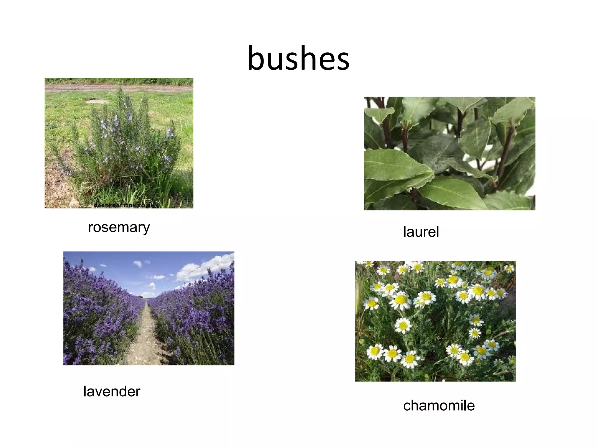 Classification of plants | PPT | Gardening | Home & Garden