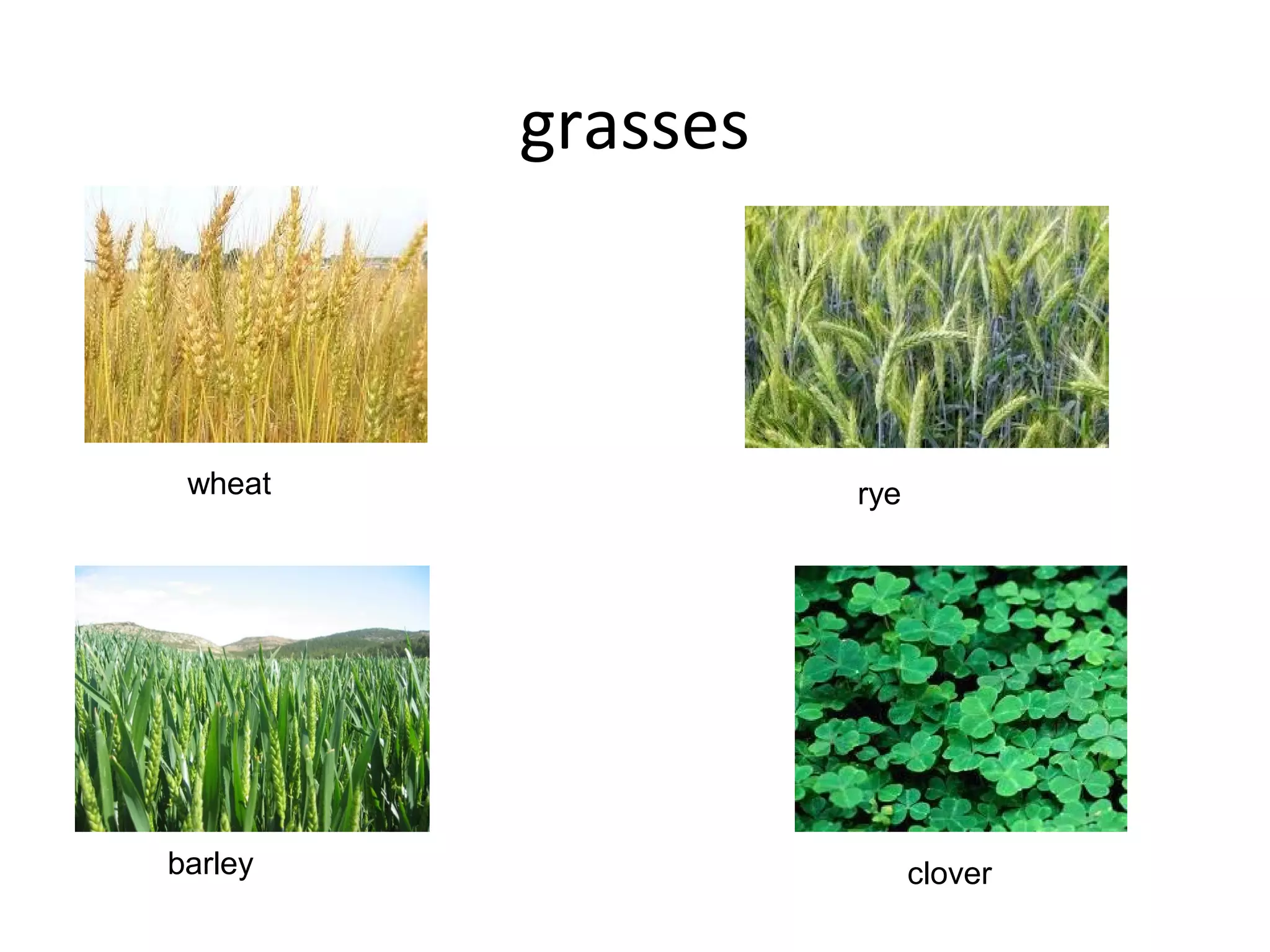 Classification of plants | PPT | Gardening | Home & Garden