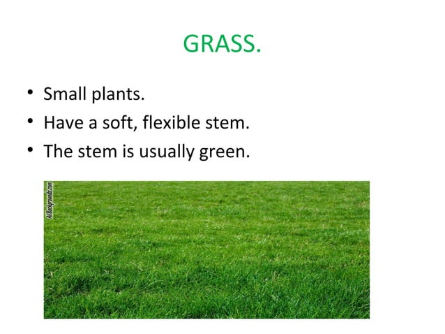Classification of plants | PPT | Gardening | Home & Garden