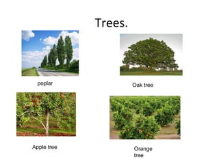 Classification of plants | PPT | Gardening | Home & Garden