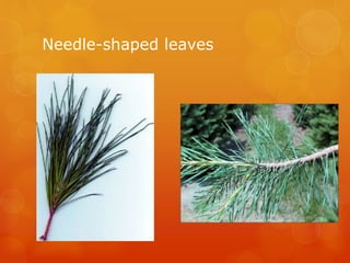 Classification of plants school | PPTX