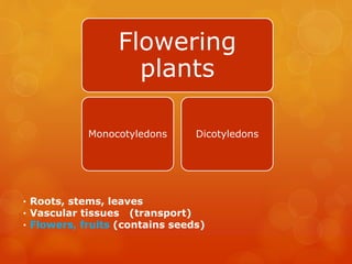 Classification of plants school | PPTX