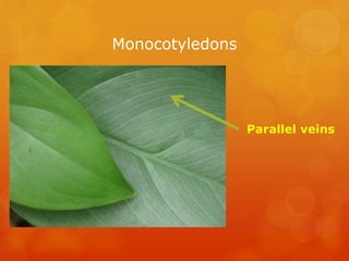 Classification of plants school | PPTX