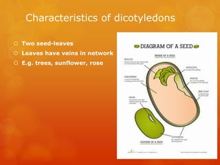 Classification of plants school | PPTX