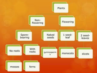 Classification of plants school | PPTX