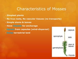 Classification of plants school | PPTX