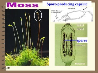 Biologi Tanaman : Classification of plants (Unsoed) Smt 1 | PPT