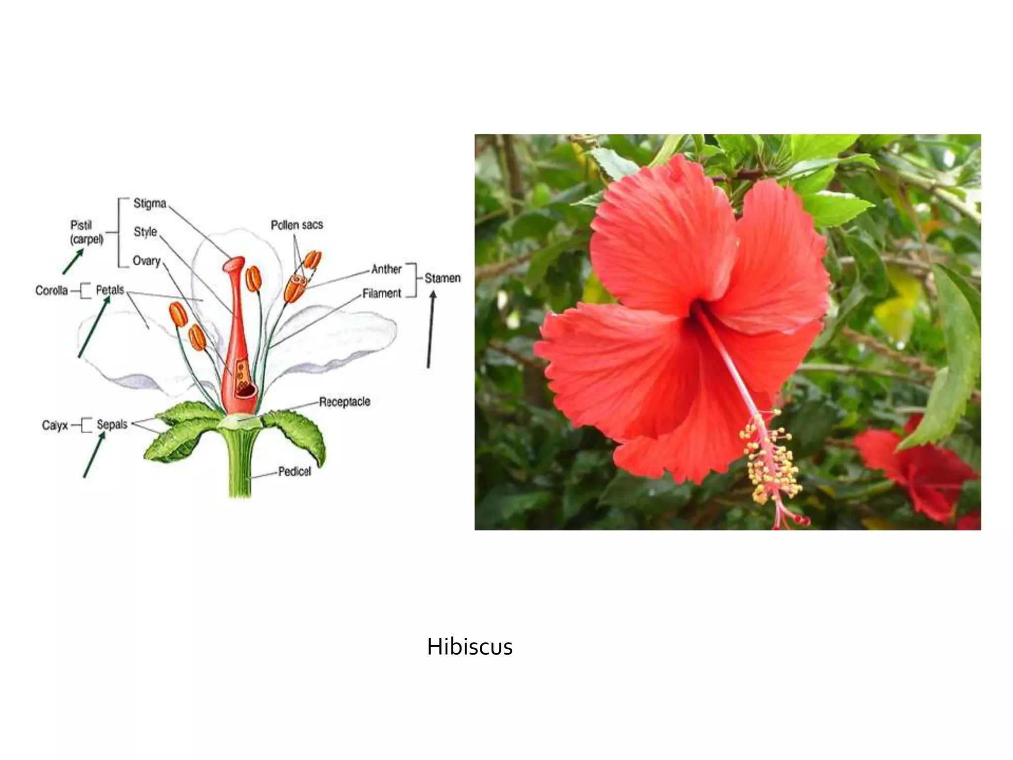 Classification of plants | PDF