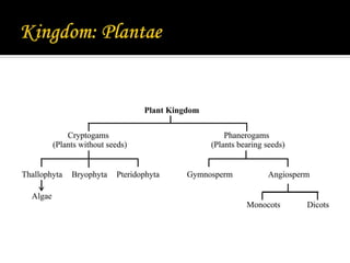 Classification of plants | PPT