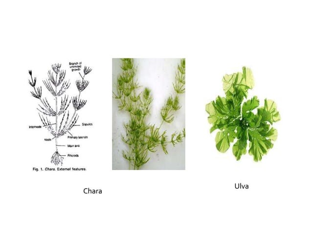 Classification of plants | PPT