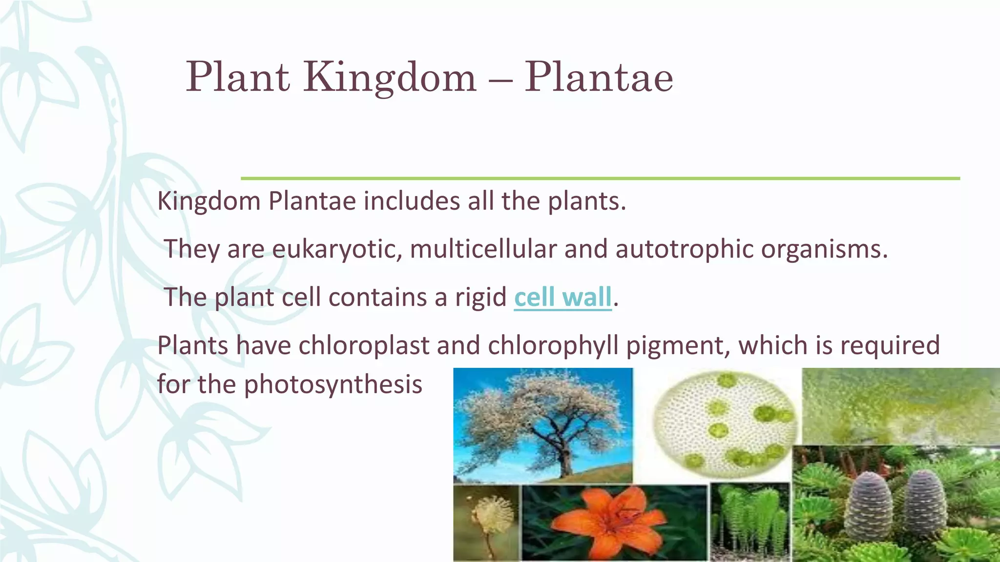 Classification of plants | PDF | Gardening | Home & Garden