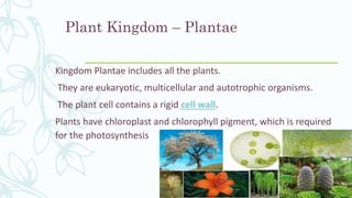 Classification of plants | PDF