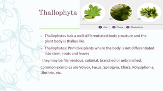 Classification of plants | PDF