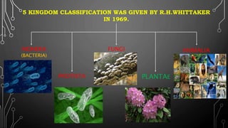Classification of plants.pptx