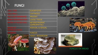 Classification of plants.pptx