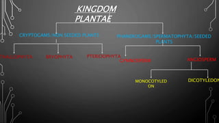 Classification of plants.pptx