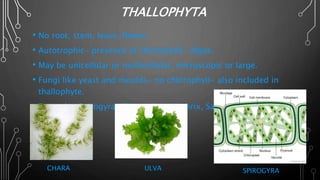 Classification of plants.pptx