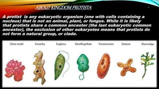 classification of plants.pptx