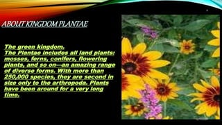 classification of plants.pptx