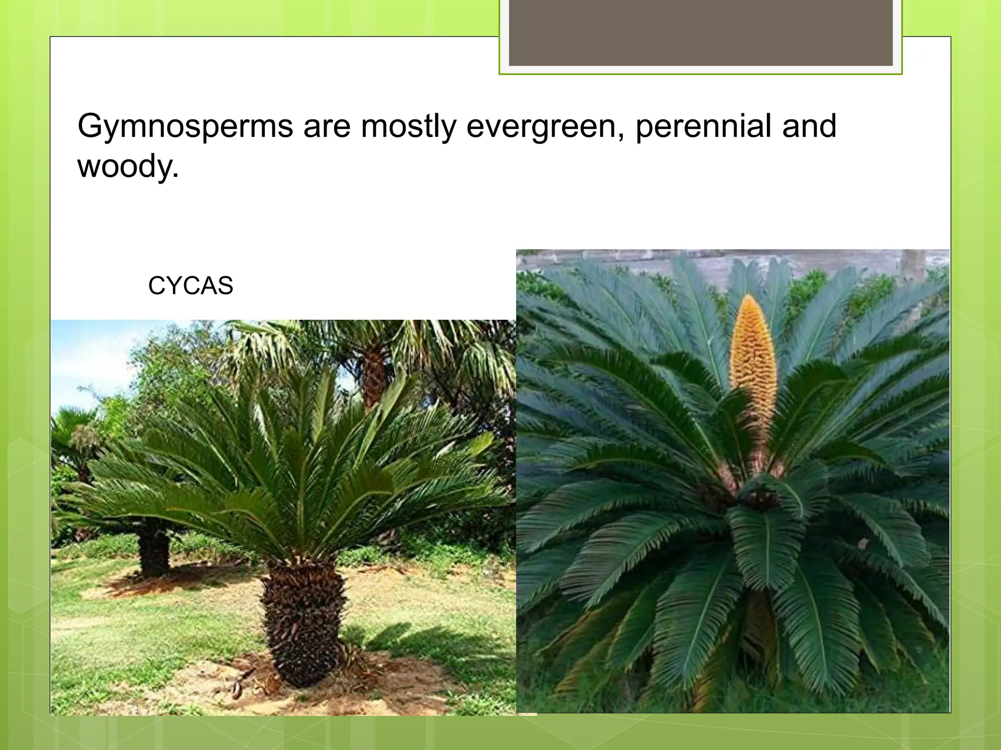 Classification of Plants, divisions of plants.pptx