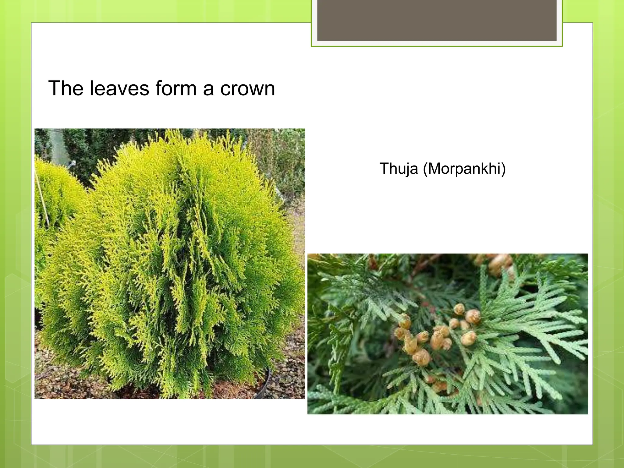 Classification of Plants, divisions of plants.pptx