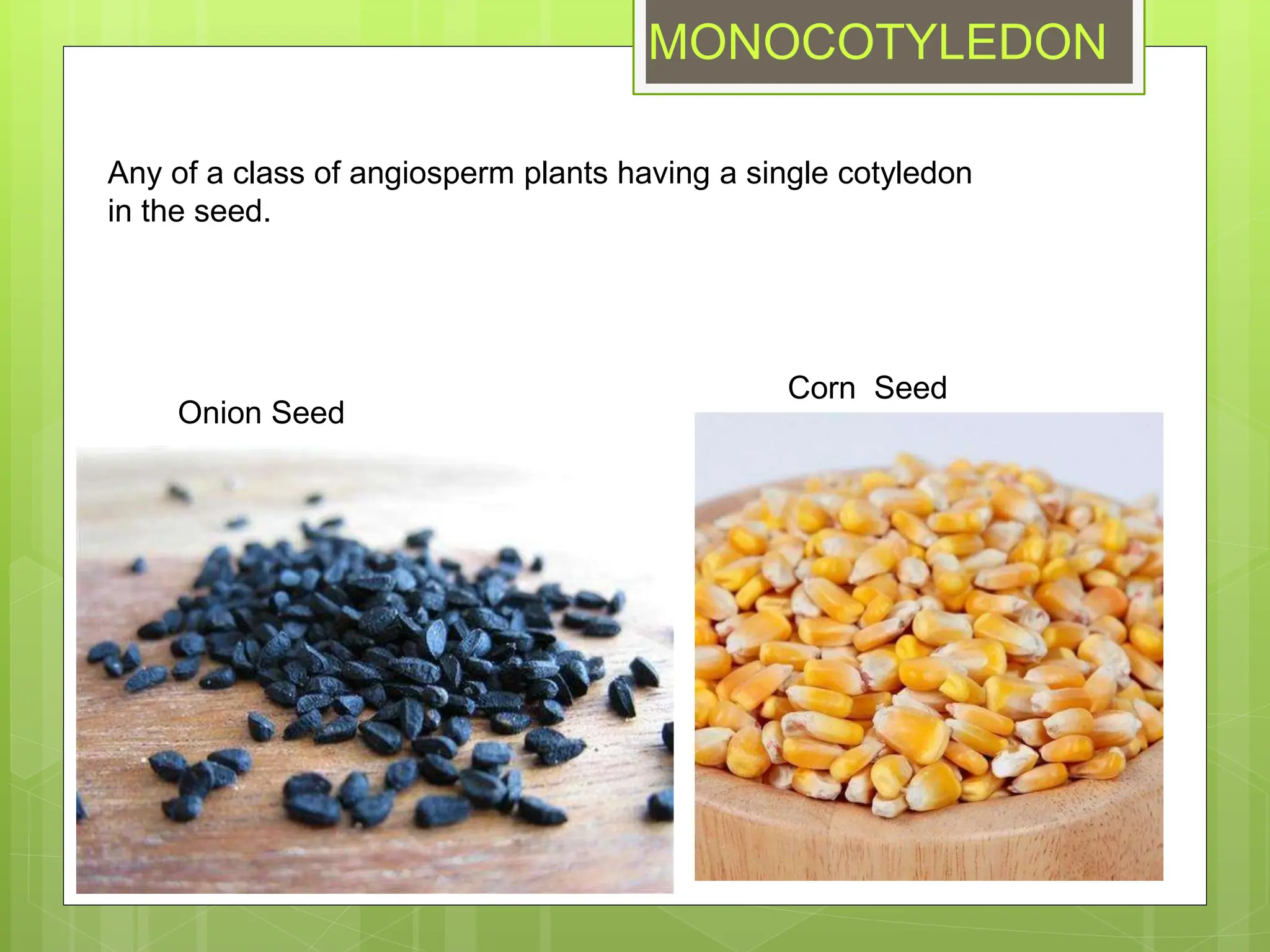 Classification of Plants, divisions of plants.pptx