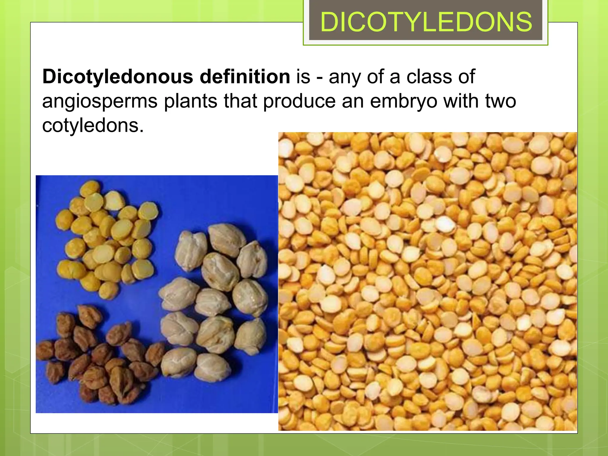 Classification of Plants, divisions of plants.pptx