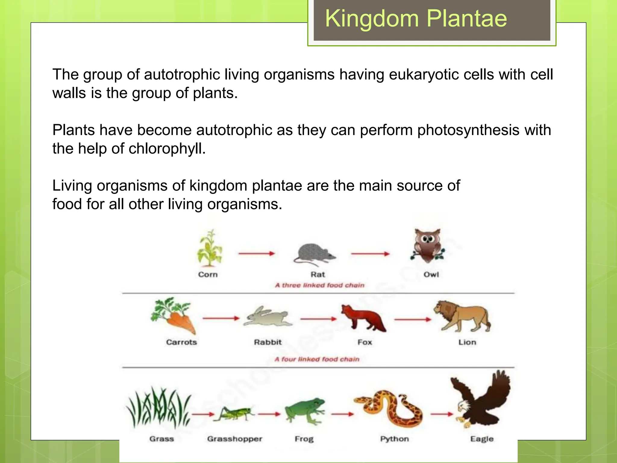 Classification of Plants, divisions of plants.pptx