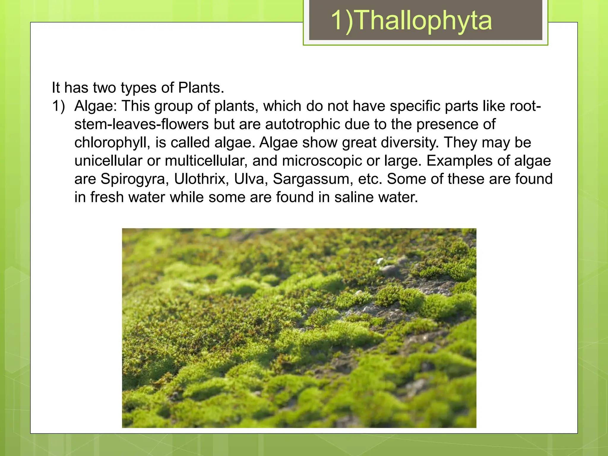 Classification of Plants, divisions of plants.pptx
