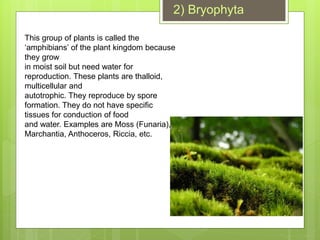 Classification of Plants, divisions of plants.pptx