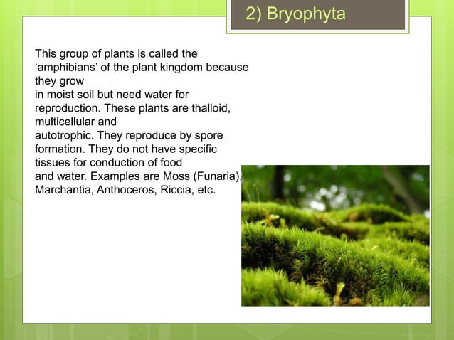 Classification of Plants, divisions of plants.pptx
