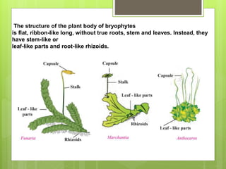 Classification of Plants, divisions of plants.pptx