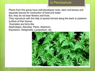 Classification of Plants, divisions of plants.pptx