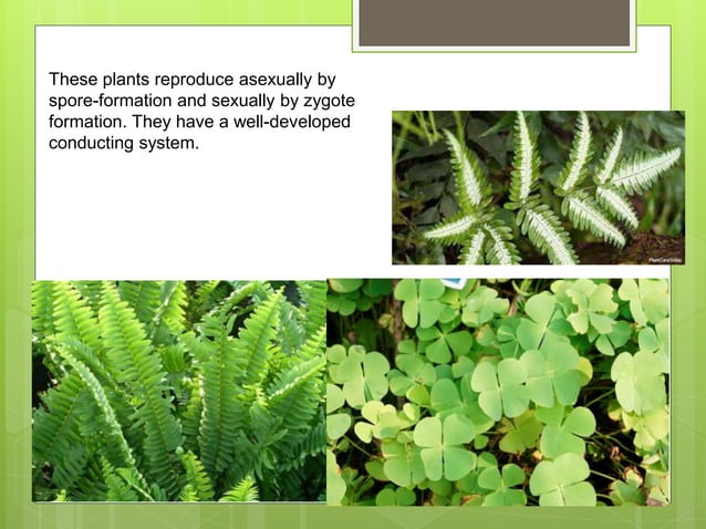 Classification of Plants, divisions of plants.pptx