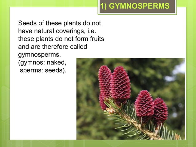 Classification of Plants, divisions of plants.pptx