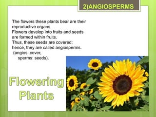 Classification of Plants, divisions of plants.pptx