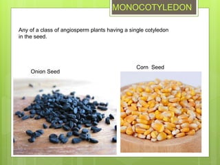 Classification of Plants, divisions of plants.pptx