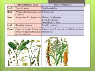 Classification of Plants, divisions of plants.pptx