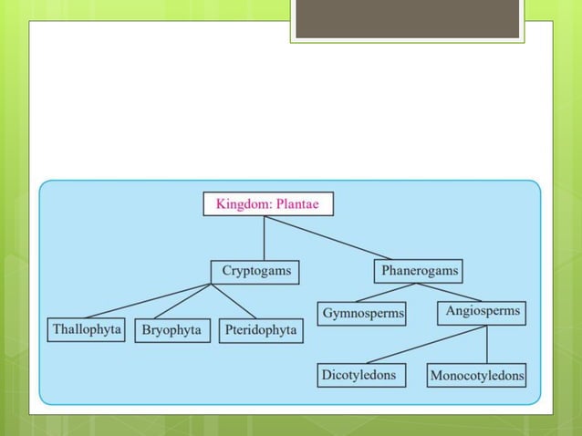 Classification of Plants, divisions of plants.pptx