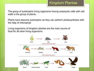 Classification of Plants, divisions of plants.pptx