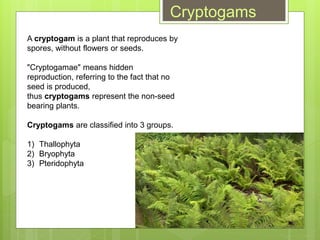 Classification of Plants, divisions of plants.pptx