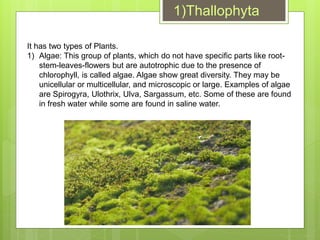 Classification of Plants, divisions of plants.pptx
