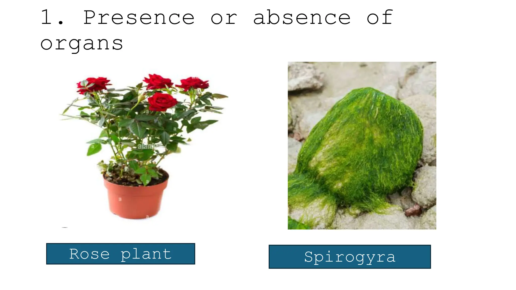 Classification of Plant in the life system | PPT