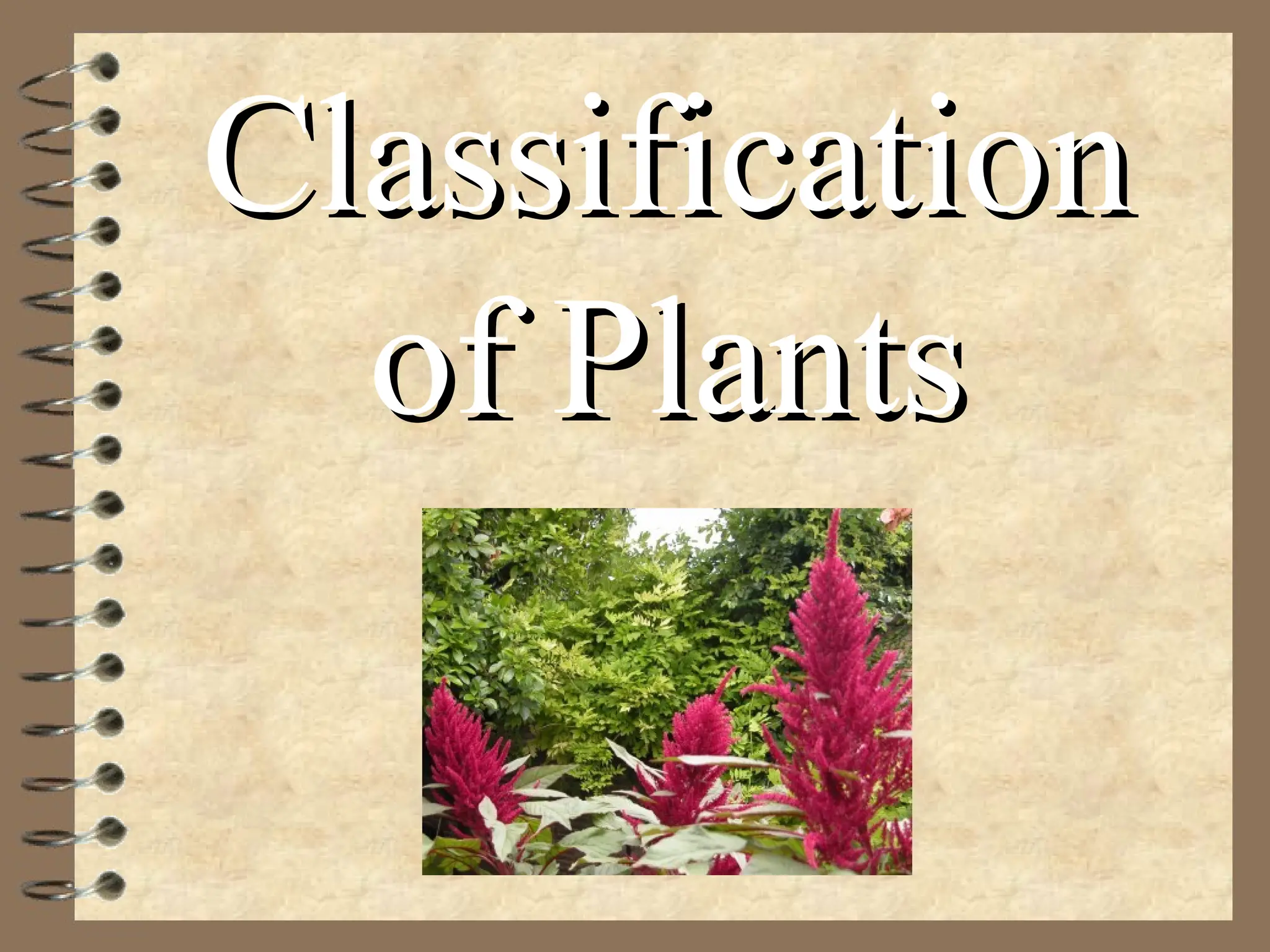1231231233133-classificationofplants-.ppt