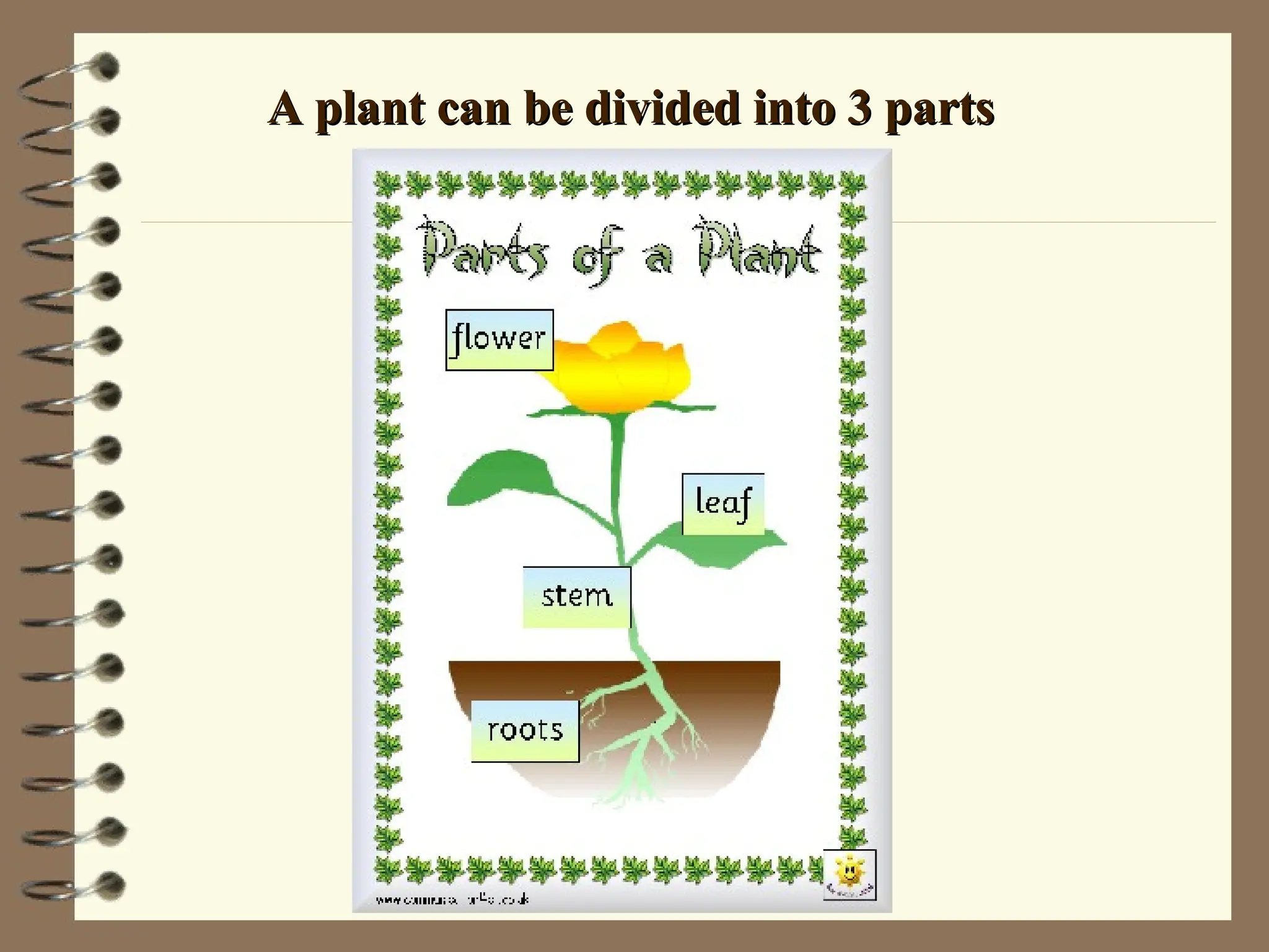 1231231233133-classificationofplants-.ppt