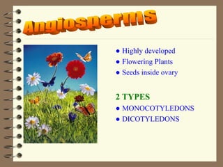 1231231233133-classificationofplants-.ppt