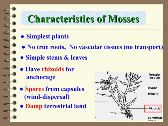 1231231233133-classificationofplants-.ppt